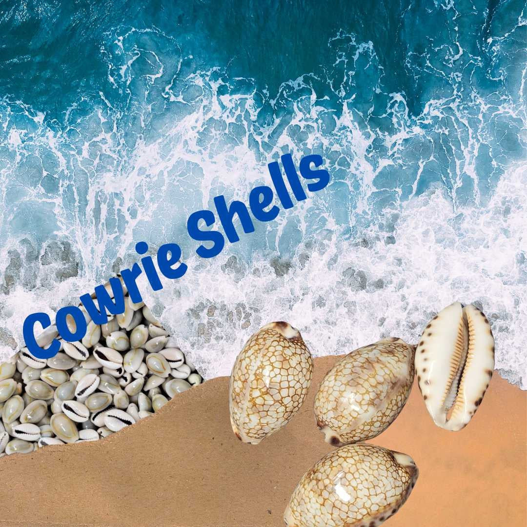Shop our selection of Cowrie Shells! – tagged "Cowrie Shells" – Pickeyweedz